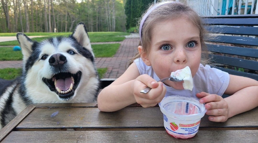 Little girl steals neighbour’s husky and replaces him with stuffed toy ...