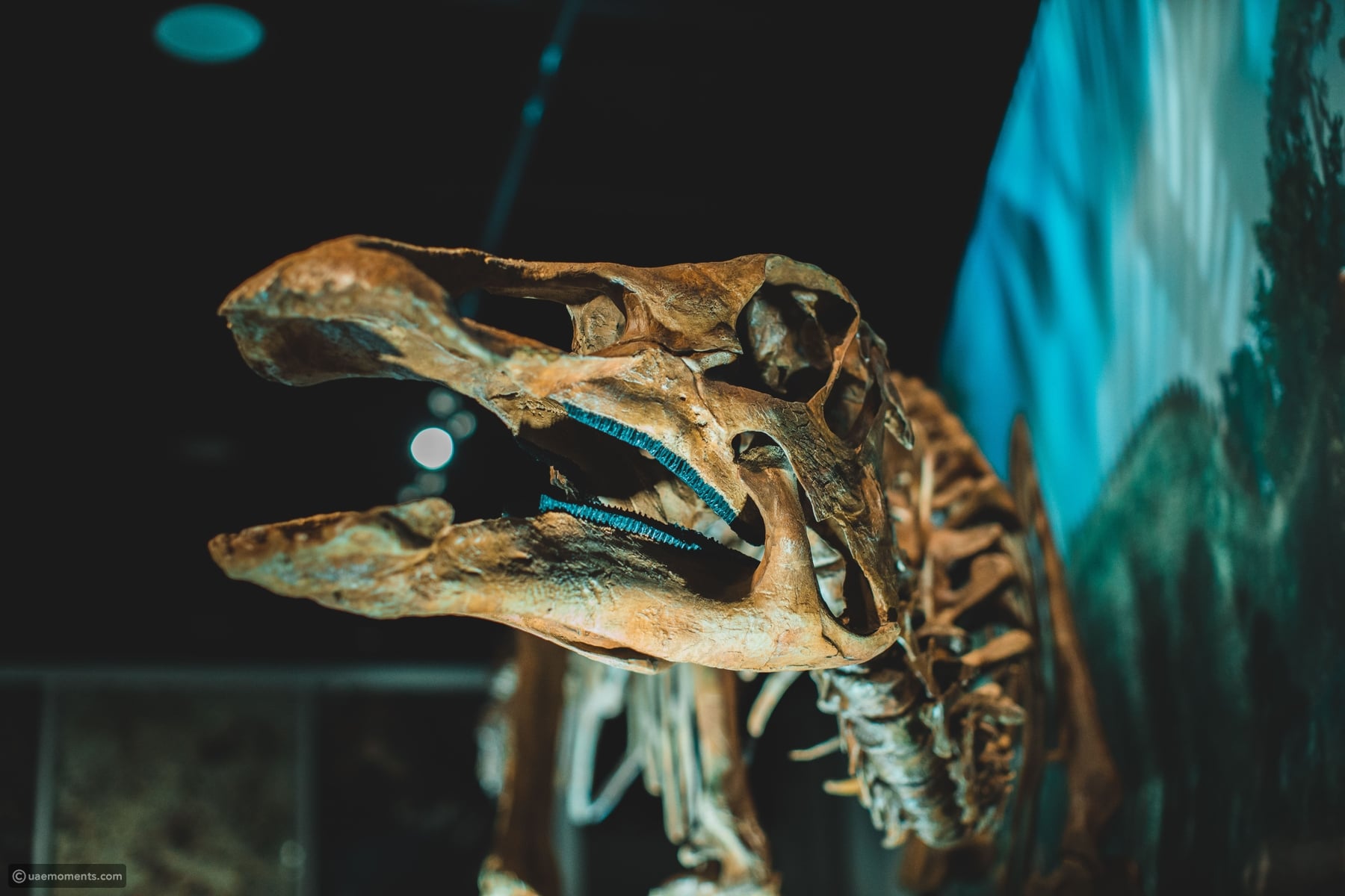 Newly found fossils are changing humanity’s understanding of Earth’s ...