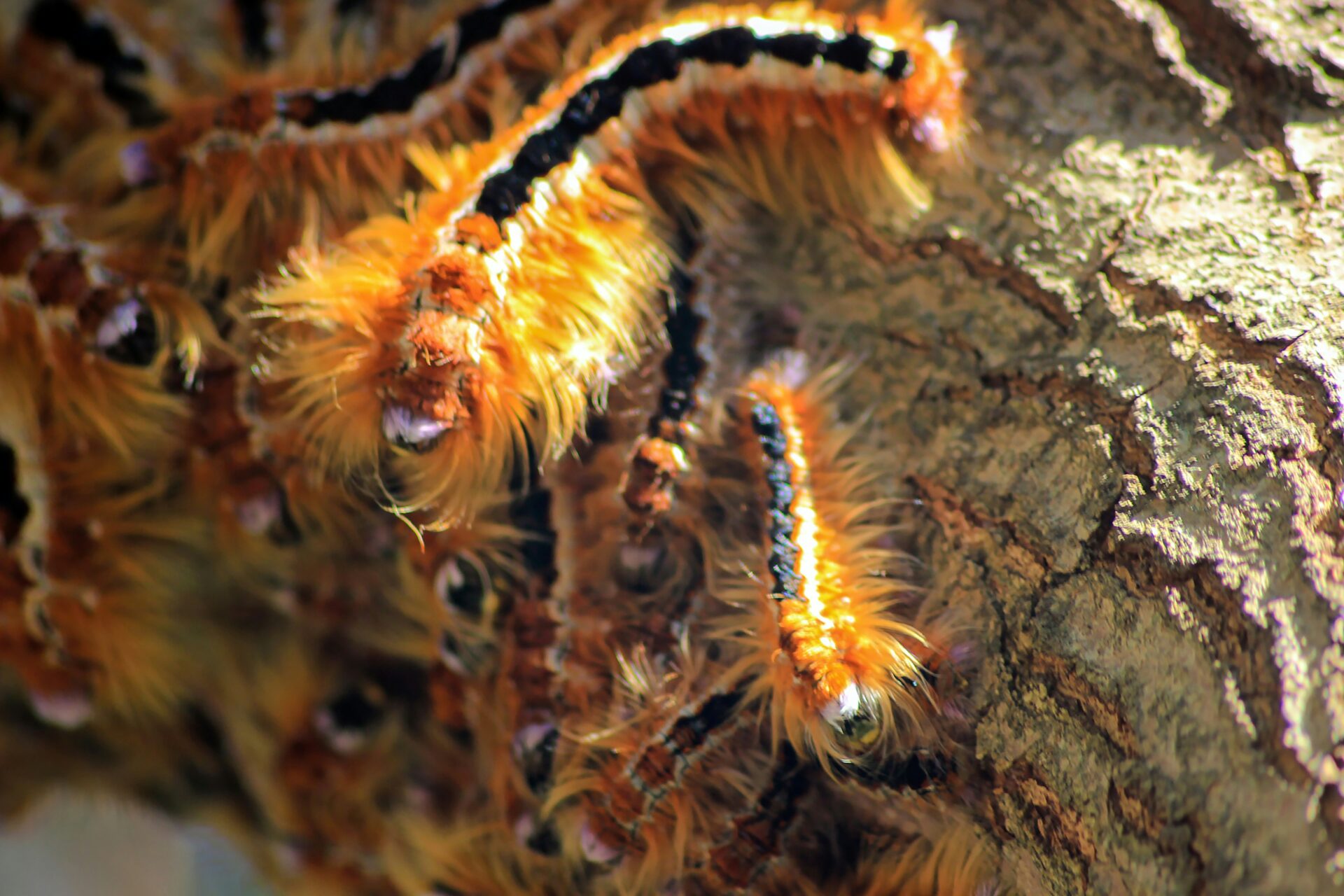 Berlin battles a disturbing invasion of poisonous caterpillars