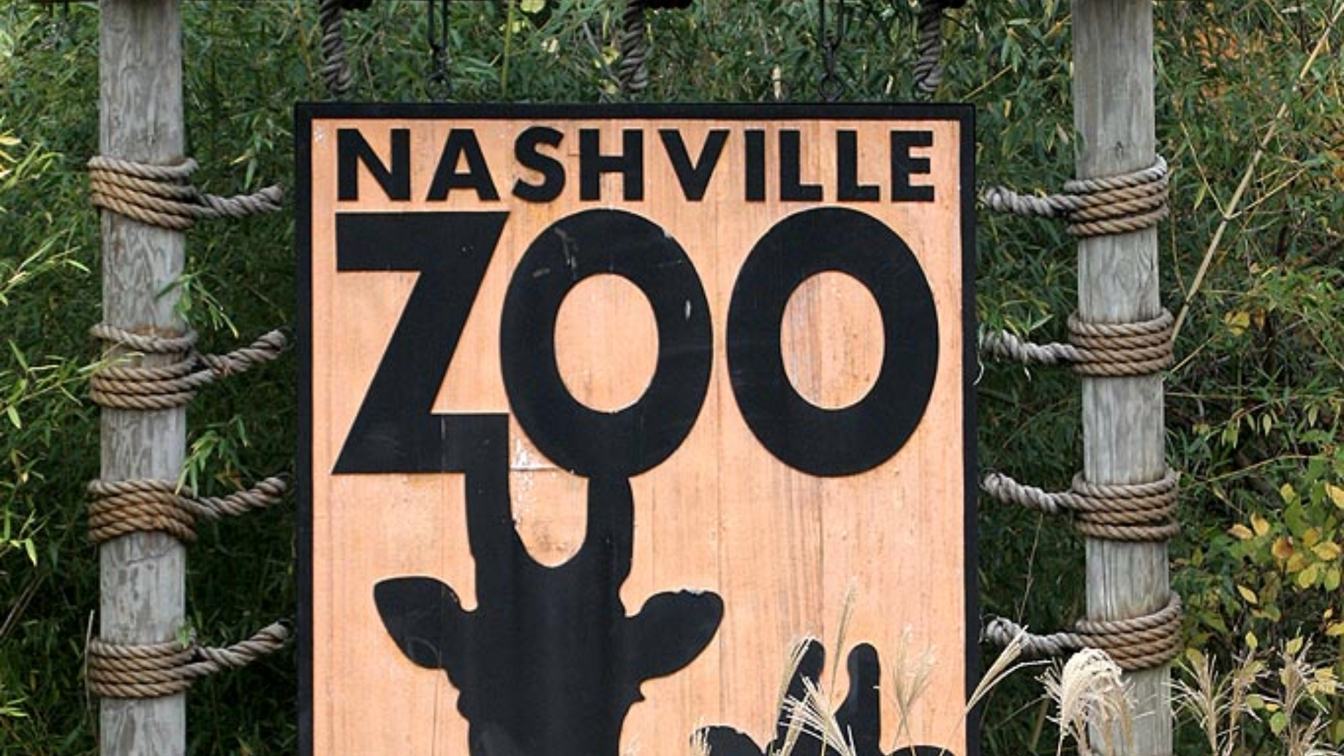 Nashville Zoo calls to block 69,000 sq ft AI data centre over fears for ...