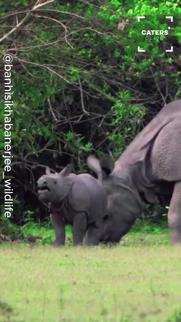One horned rhino calf shows off playful side in the wild
