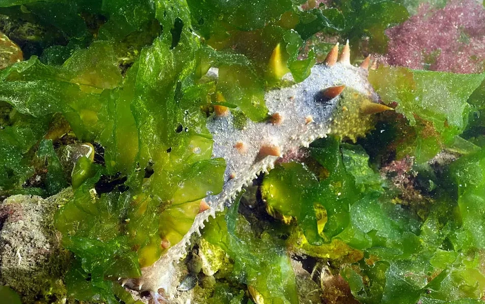 Sea cucumber tissue survives years after amputation in study
