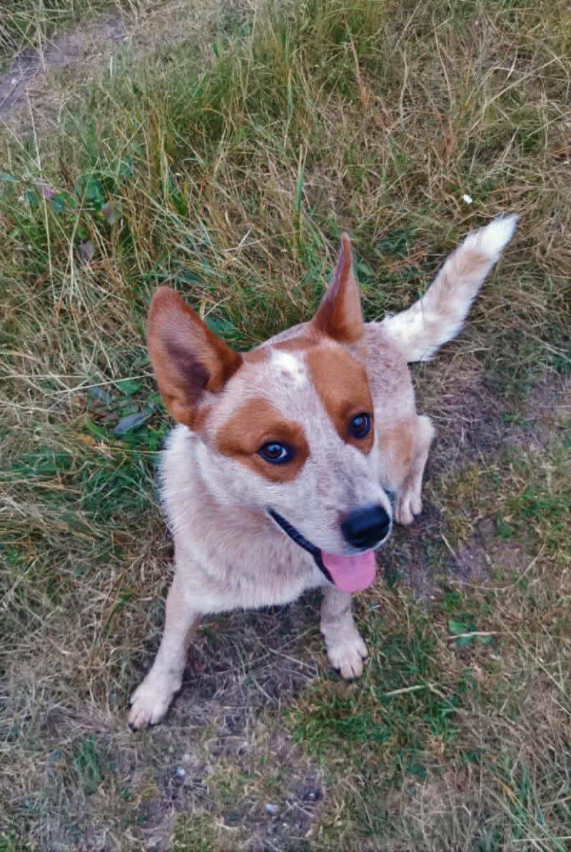 10 exceptional herding dogs that make life on small farms much easier