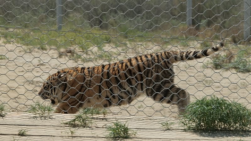 Kasachstan setzt Amur-Tiger aus: Turan-Tiger sollen zurückkehren