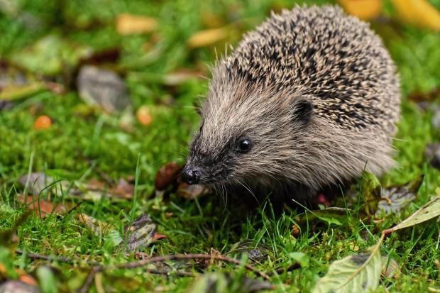 Dead hedgehog found burnt near bonfire in North Yorkshire park – RSPCA ...