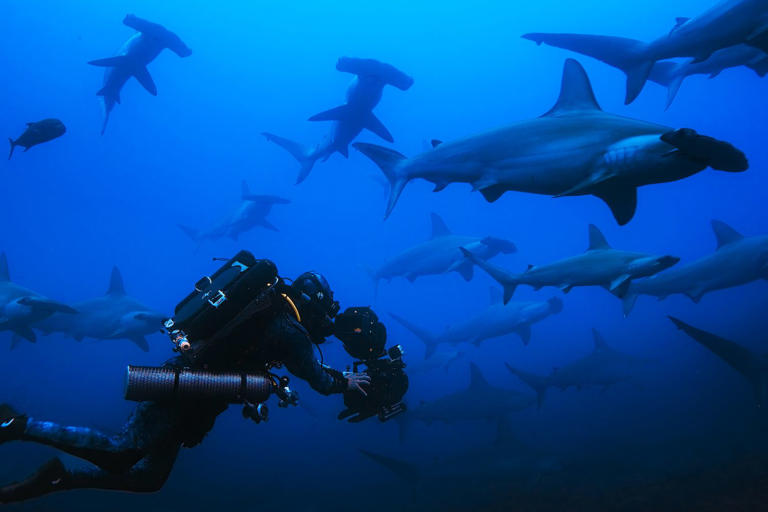 Hammerhead shark sightings are dwindling, and Sharkfest 2026 is ...