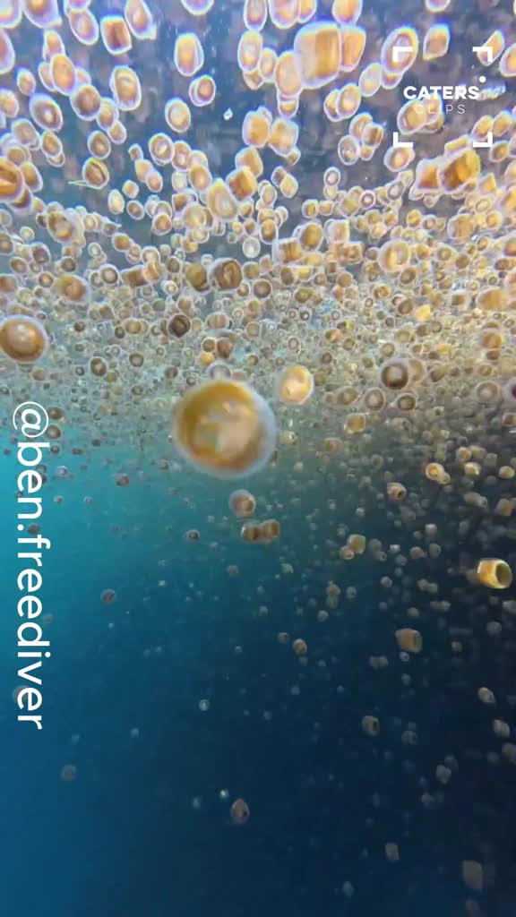 Rare swarm of thimble jellyfish spotted drifting through the sea
