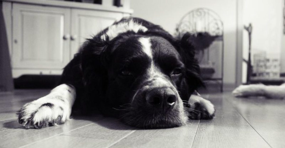 Trainers warn these 10 common words may be damaging your dog's sense of ...
