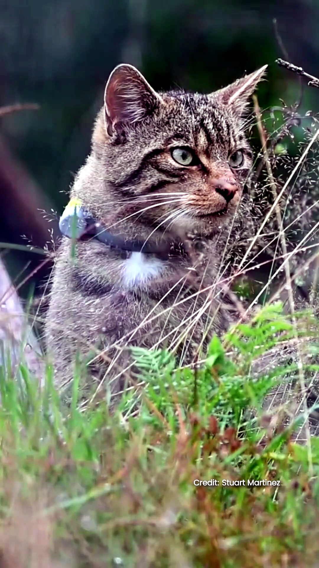New Highland wildcat litters confirmed in the Cairngorms National Park
