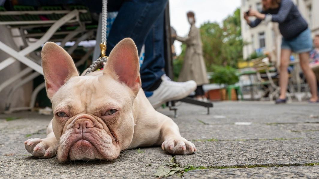 Why French bulldogs fit modern city life