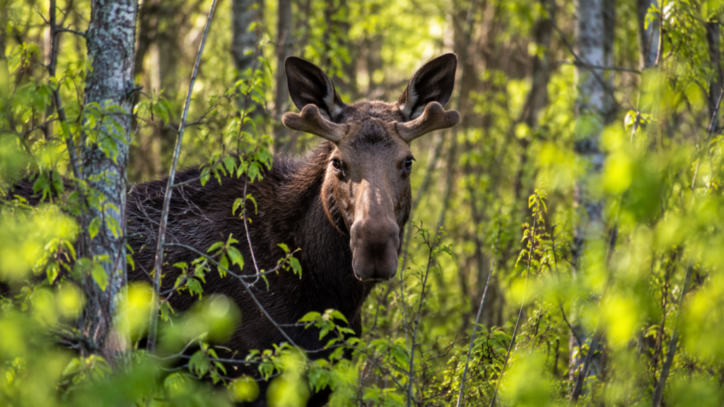 Large animals reportedly thriving in the Chernobyl Exclusion Zone