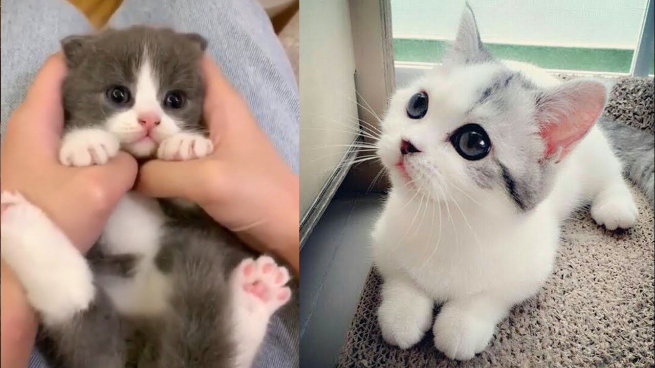 Tiny gray kittens full of gentle wonder