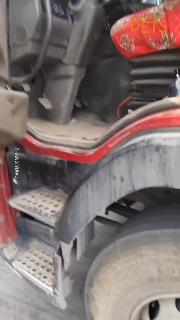 Five puppies grow up traveling with a truck driver