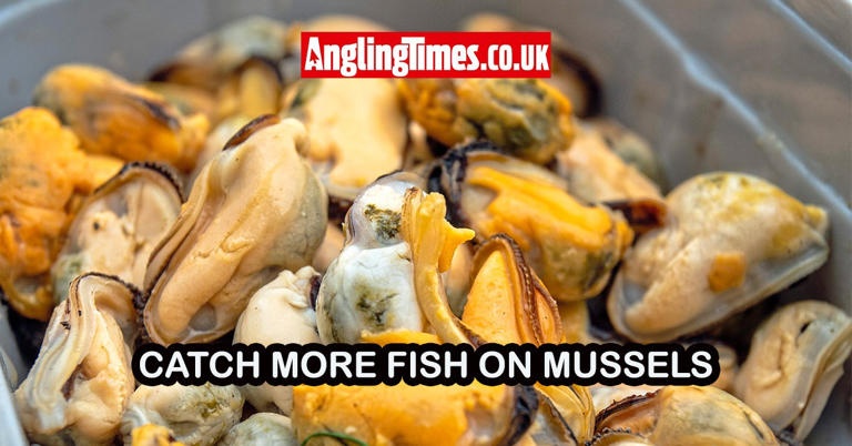 You need to try mussels to catch more fish