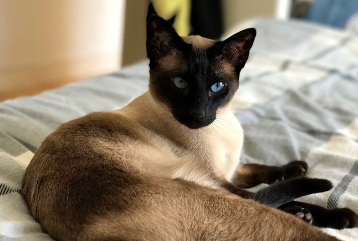 10 cat breeds known for their intelligence