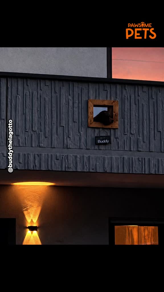 Custom-built window makes dog a local celebrity