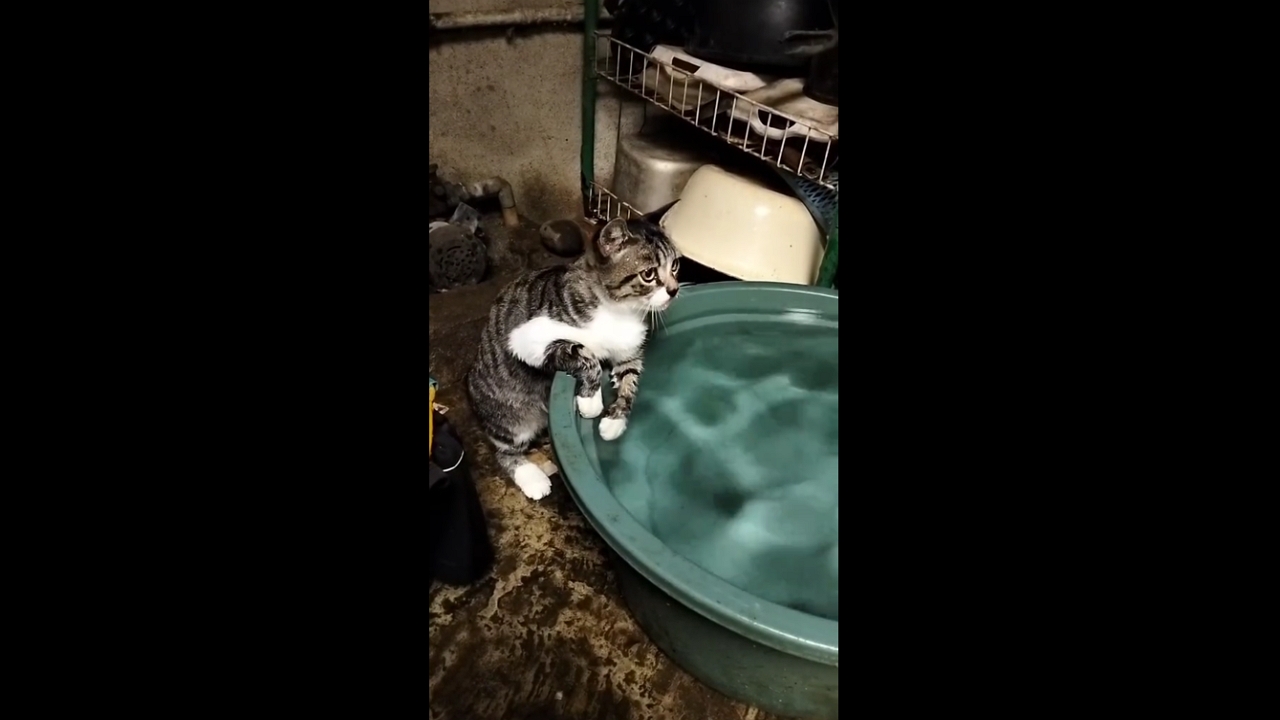 Whimsical water dance: A playful cat's aquatic adventure
