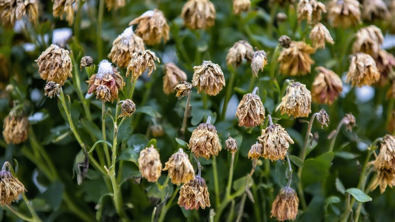 This huge landscaping mistake may cause you to burn your plants