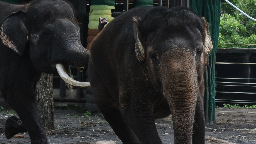 Warming nights may shrink elephants’ long-distance calls
