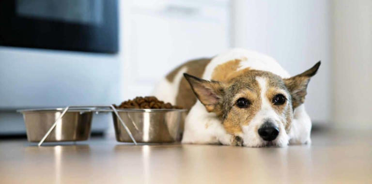 Keep your aging dog healthy and happy with these proven nutrition tips