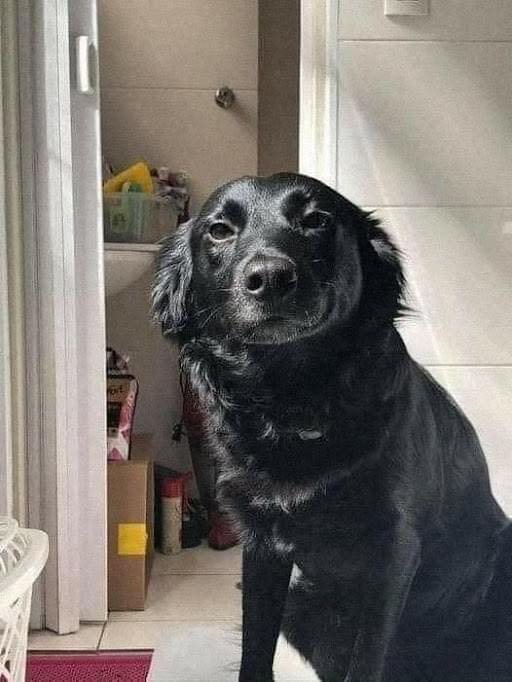 Greta Maria, la cagnolina vissuta legata sul cemento che oggi si gode ...