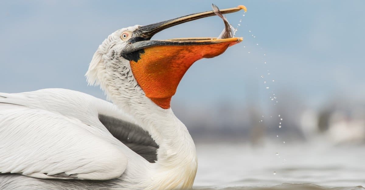 10 pelican facts that sound made up but are true