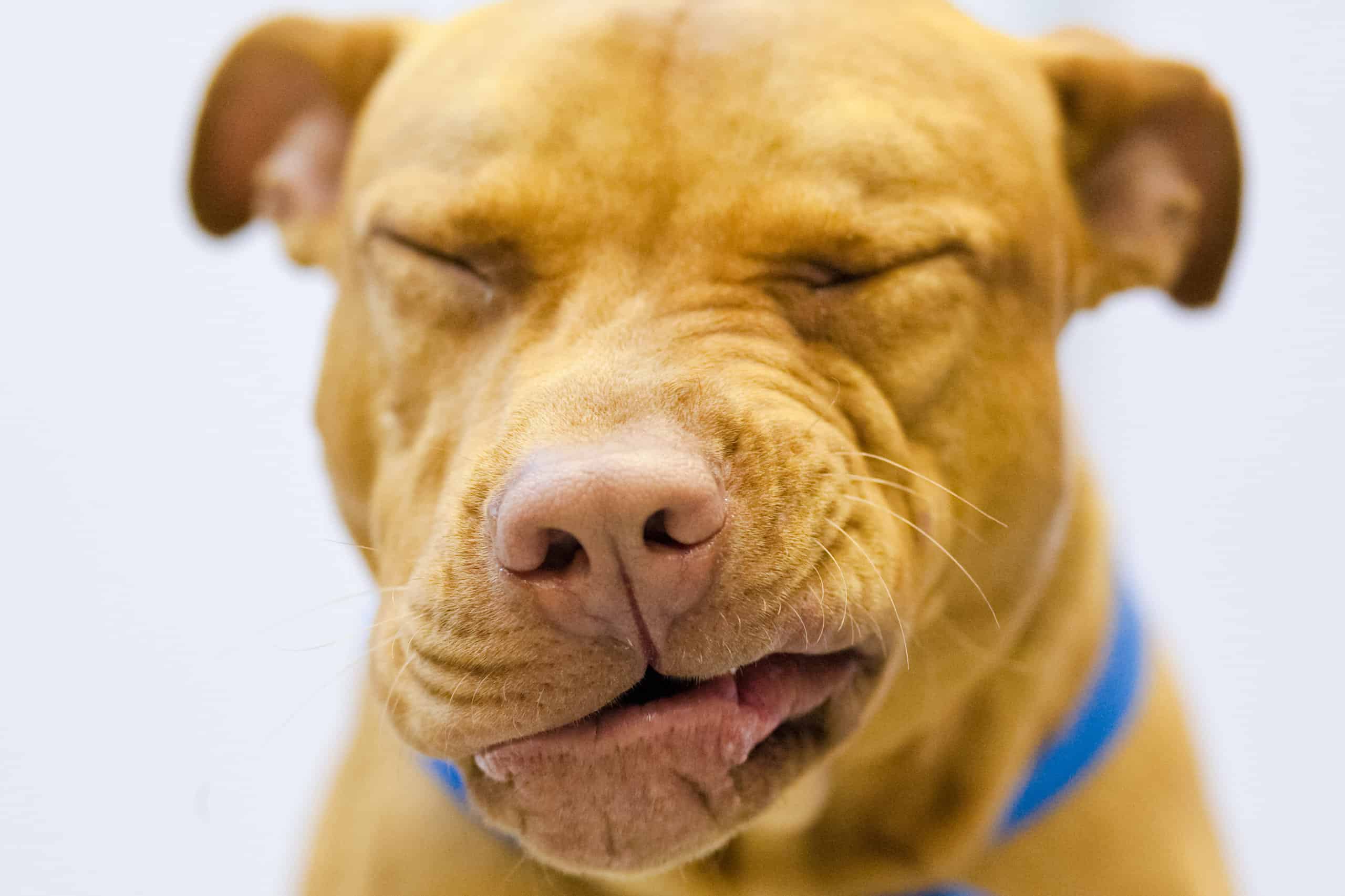 12 scents and smells that your dog cannot stand
