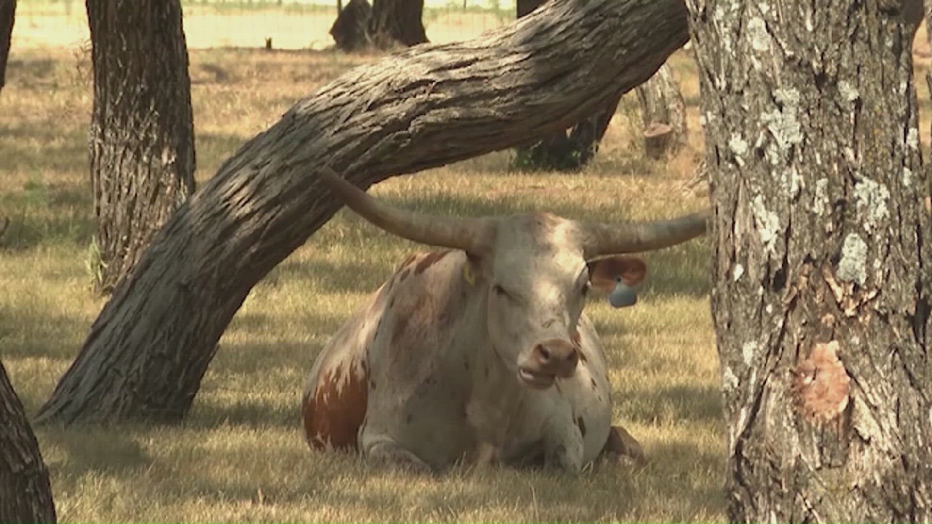 US Agriculture Secretary visits Hill Country to discuss New World ...