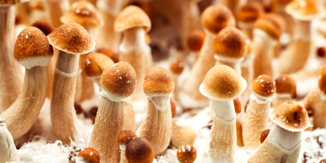Psychedelic therapy standardized for clinical depression shows massive ...