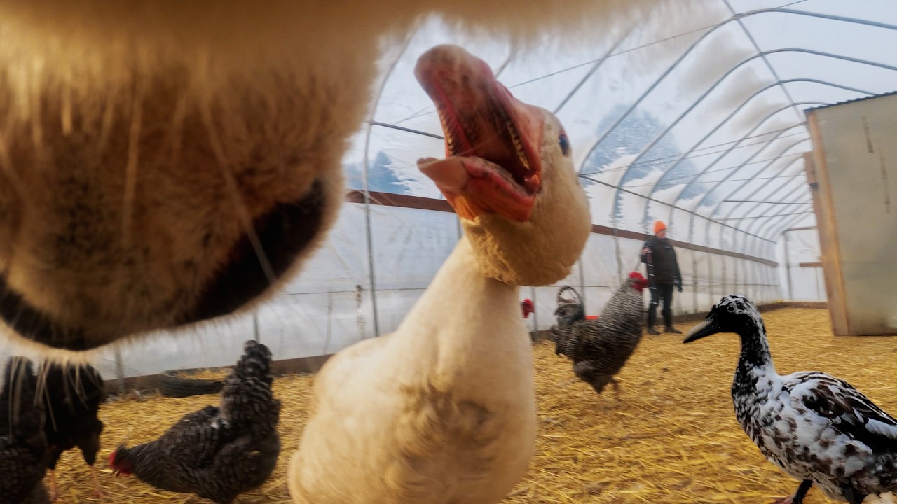 Watch stubborn geese take over an entire beautiful Vermont farm