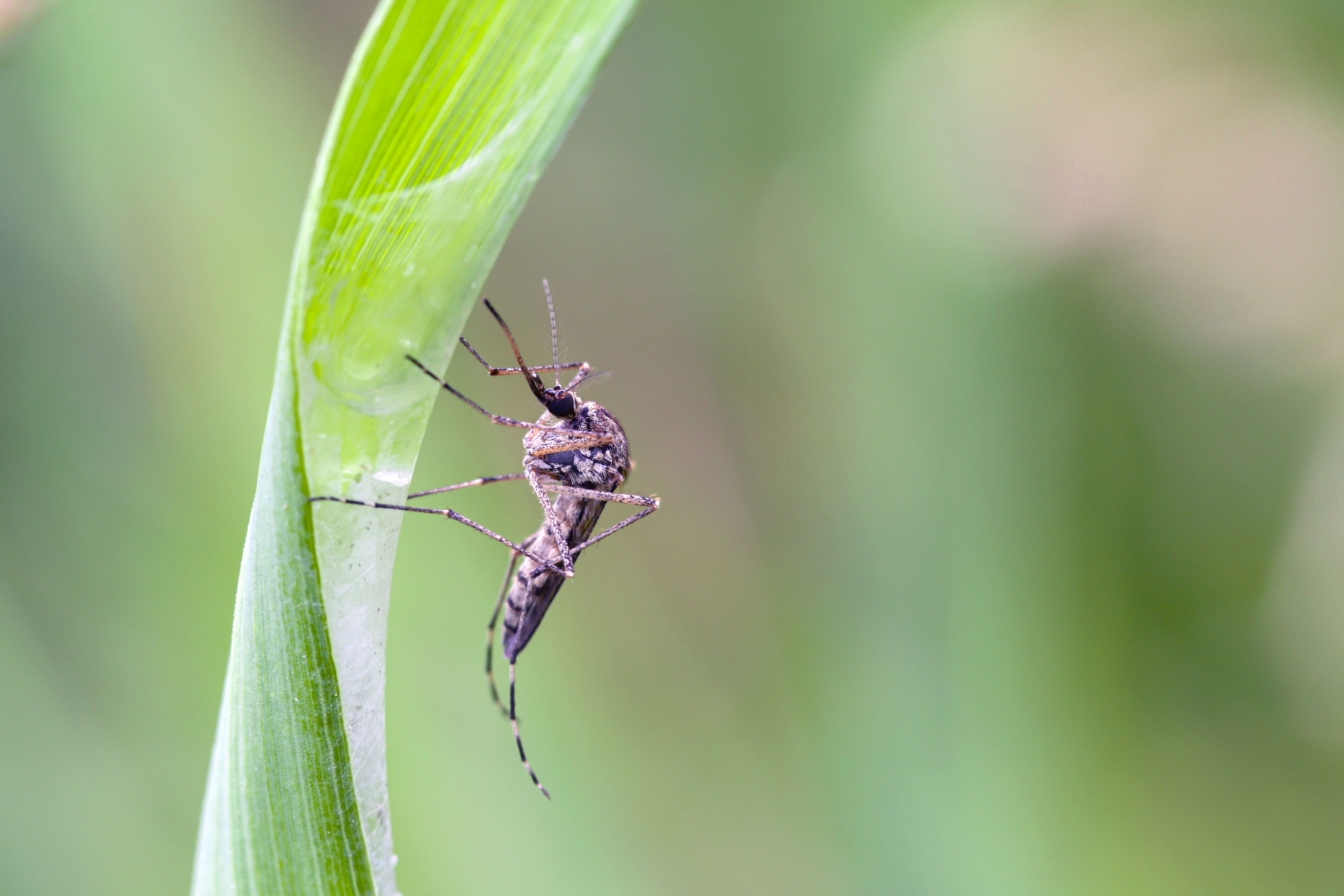 West Nile virus concerns prompt mosquito spraying at FDR Park in South ...