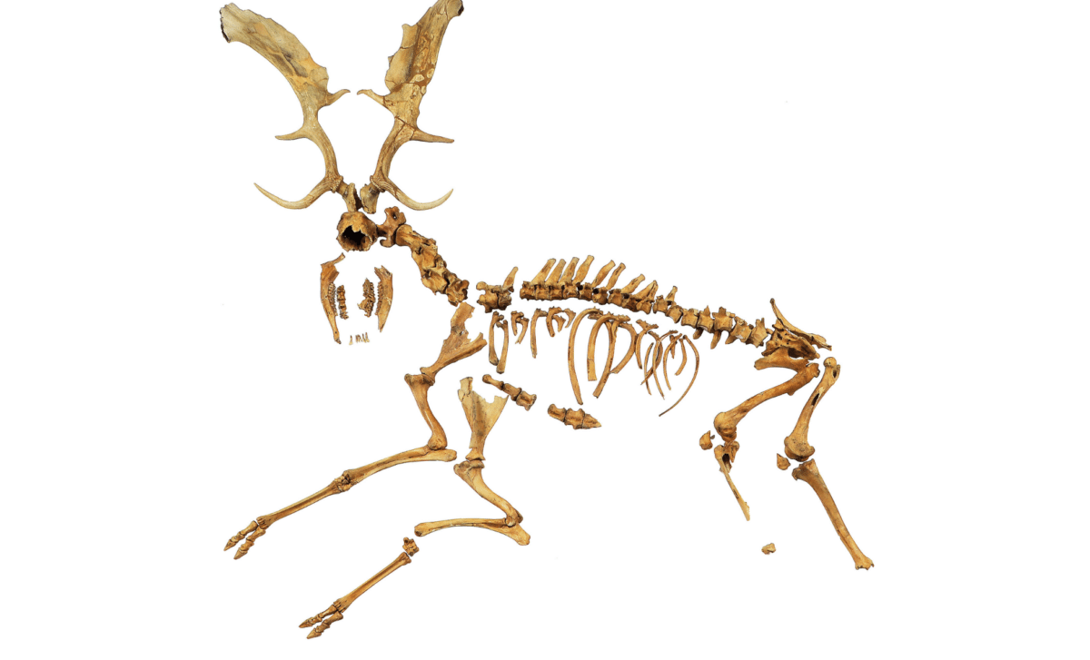 120,000-year-old deer fossils reveal lost genetic diversity across Europe