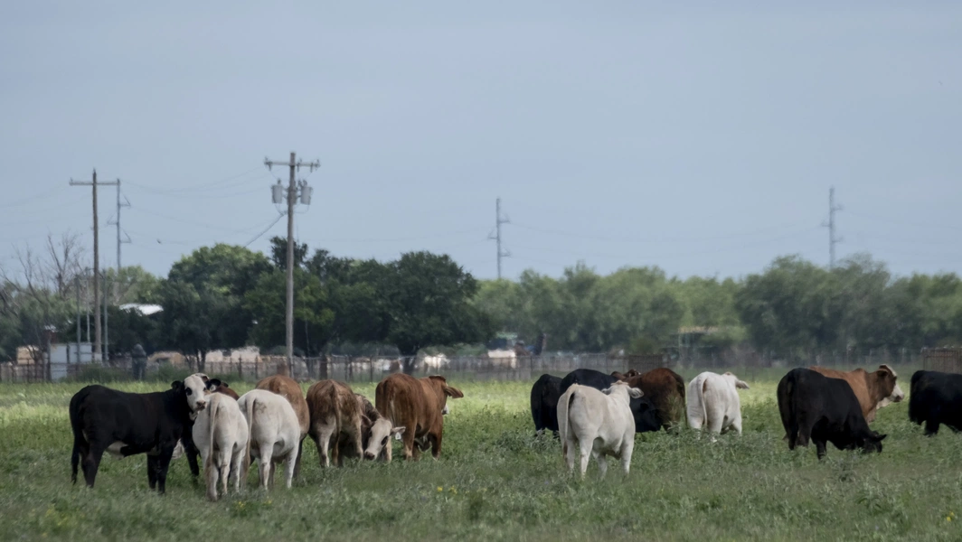 Parasitic flies threaten birds and cattle in separate outbreaks