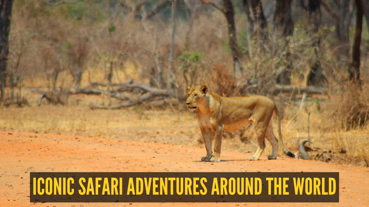 From tigers to jaguars: 10 iconic safari adventures around the world