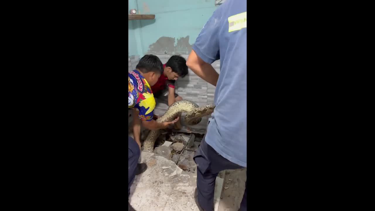 Snake wranglers smash floor to catch python stuck in school dorm