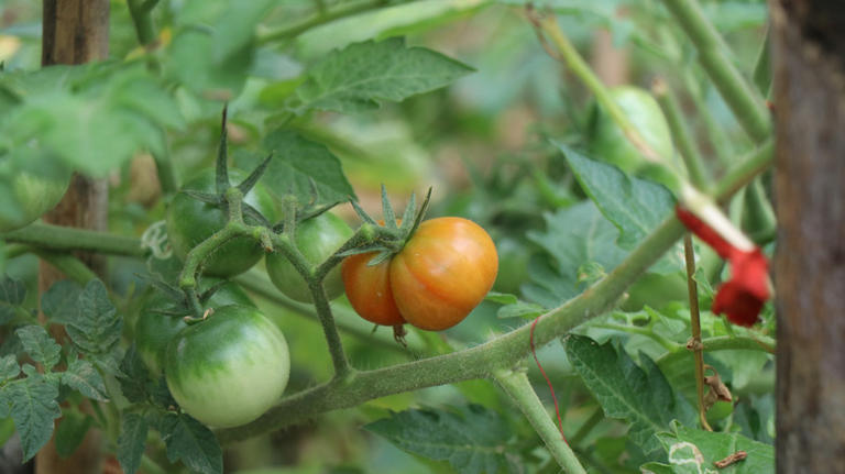 12 simple tips and tricks to make your tomatoes grow faster
