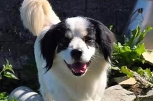 Friendly dog Panda hopes to find loving forever home after setback
