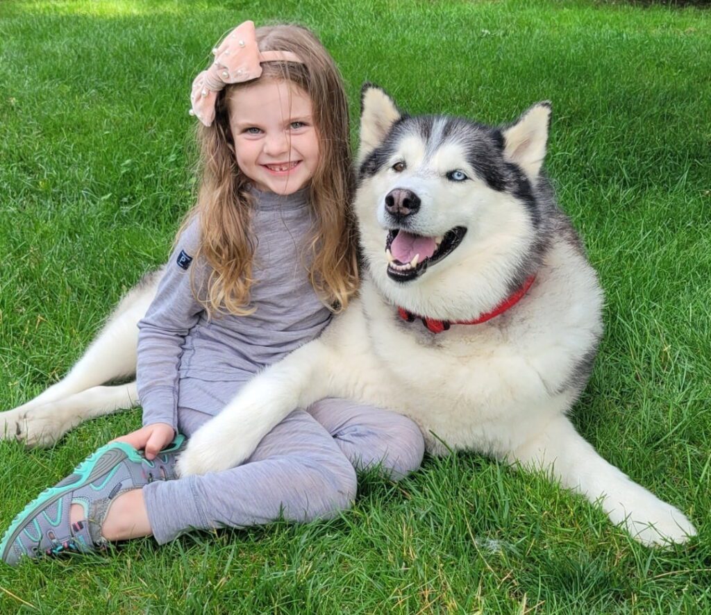 Little girl steals neighbour’s husky and replaces him with stuffed toy ...