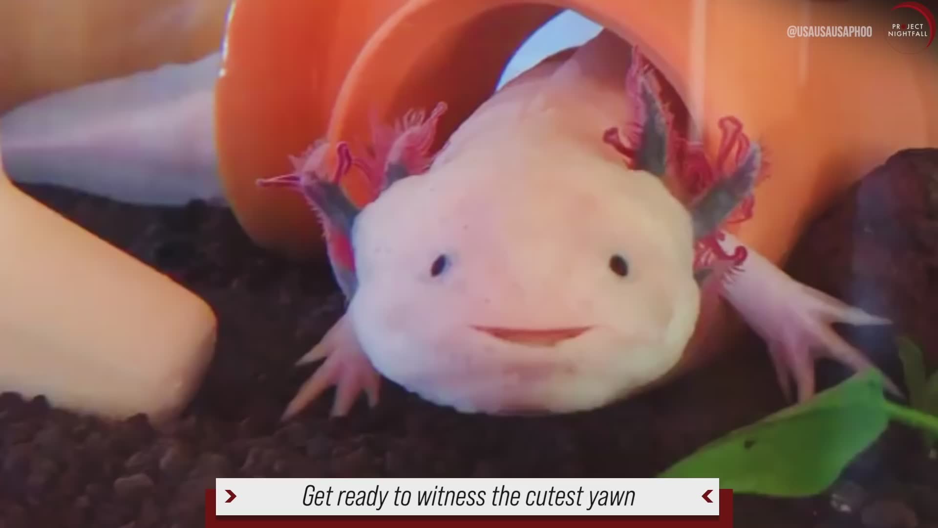 Are these magical water creatures even real?