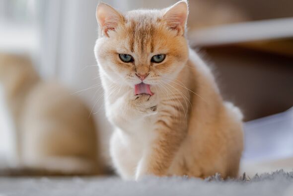 Little-known reason cats lick their bodies after you pet them and it's ...