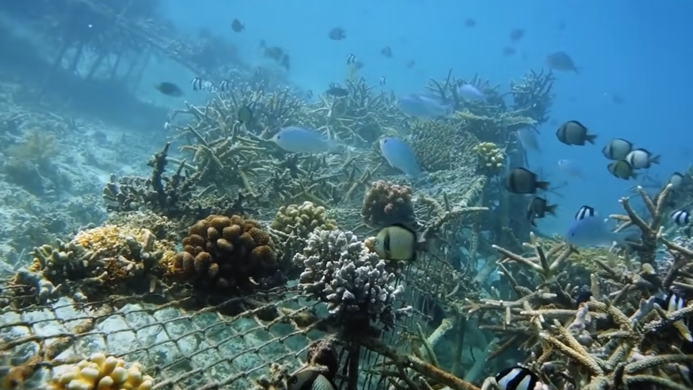 The crazy plan to grow an island from the ocean