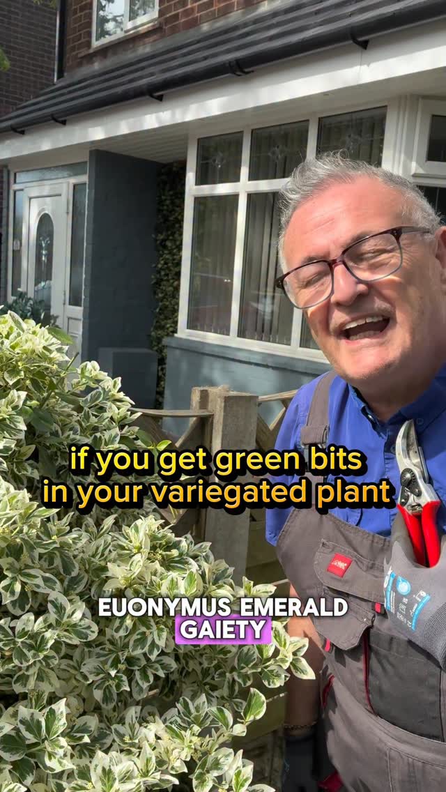 How to manage green growth in variegated plants