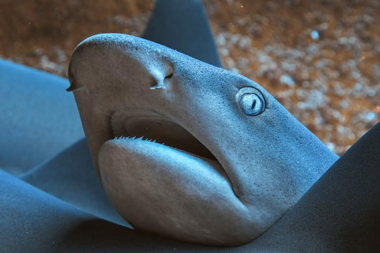 Hammerhead shark sightings are dwindling, and Sharkfest 2026 is ...