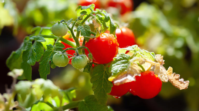 12 simple tips and tricks to make your tomatoes grow faster