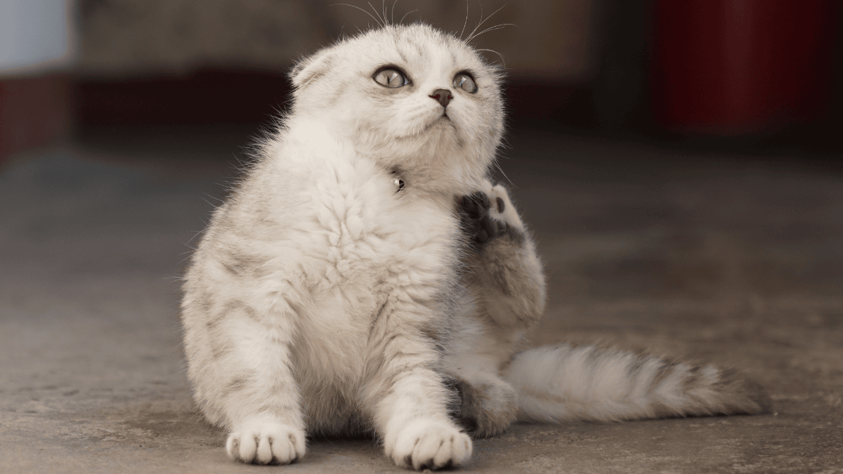Veterinarians reveal the biggest signs of a stressed cat