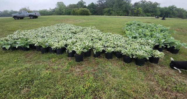 'Best gift ever': Surprise $2,500 hosta haul is transforming a ...