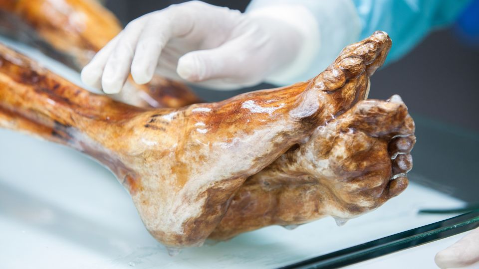 Ötzi the Iceman is long dead, but some of his ancient microbes are ...