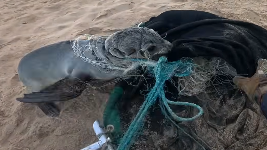 Watch two terrified seal pups finally get freed from the same net
