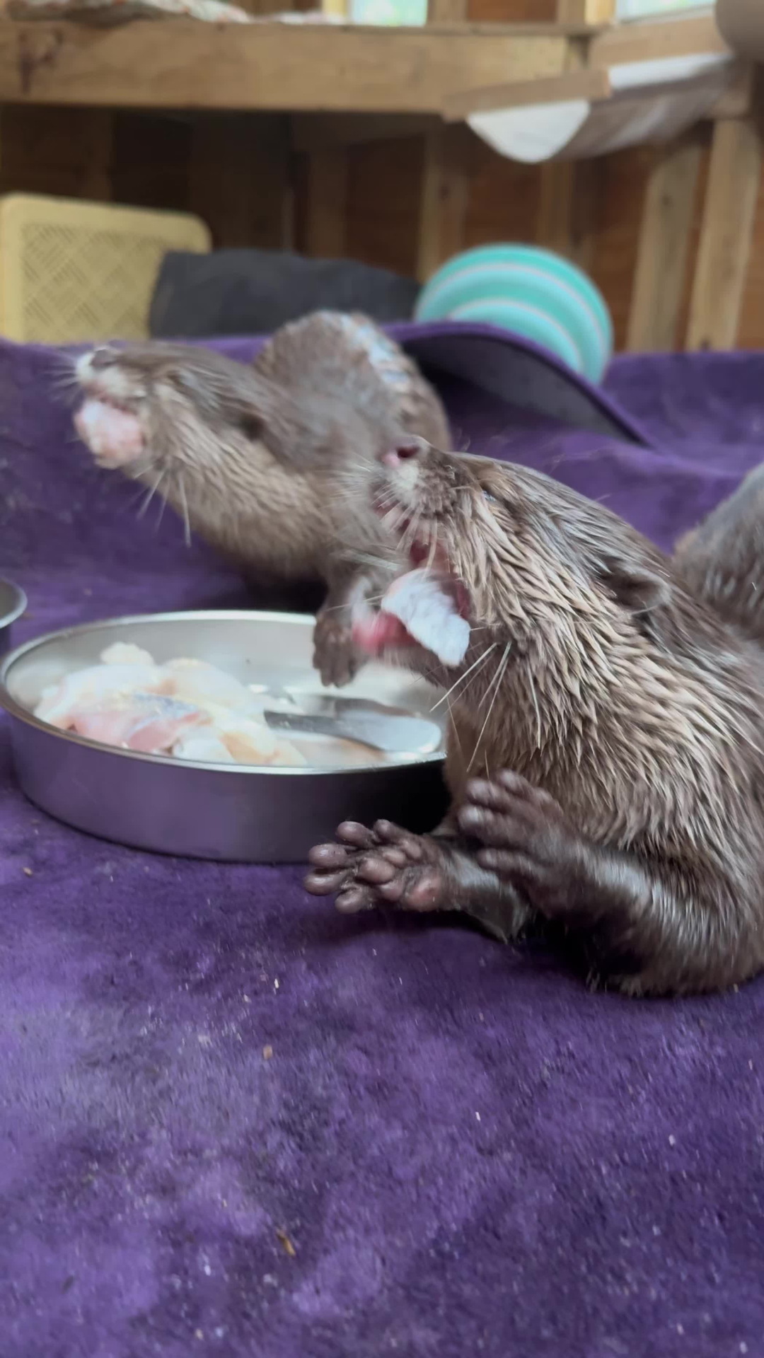 Secrets behind the relaxing sounds of otters eating