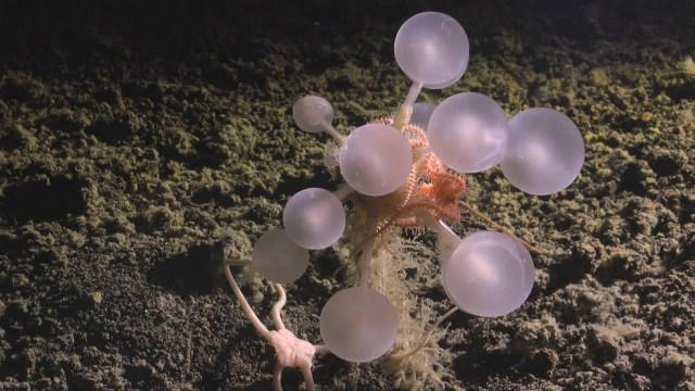 Newly discovered 'death-ball sponge' lurking 2 miles down snags prey ...